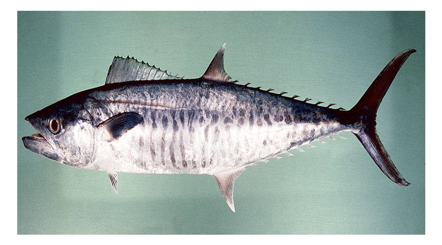 مشروع لتتبع أسماك الكنعد بالأقمار الصناعية | صحيفة الخليج