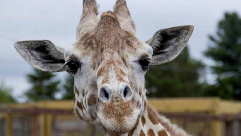 نفوق أشهر زرافة في العالم | صحيفة الخليج