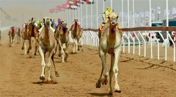 Expo 2020 Camel Festival kicks off today – Archyde