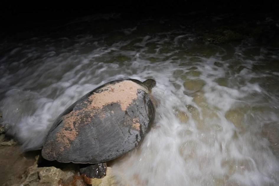 Climate change haunts Cuban turtles – Archyde