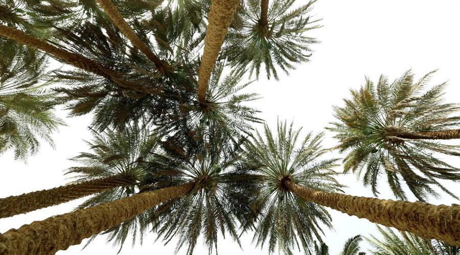 Emirates Dates – Archyde