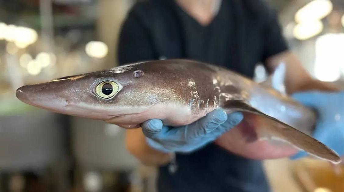 جلد القرش يعالج الجروح ويجدد الأنسجة | صحيفة الخليج