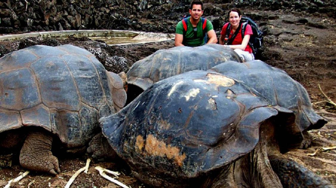 «بلاستيك وأشياء أخرى».. سلاحف غالاباغوس العملاقة تحت التهديد | صحيفة الخليج
